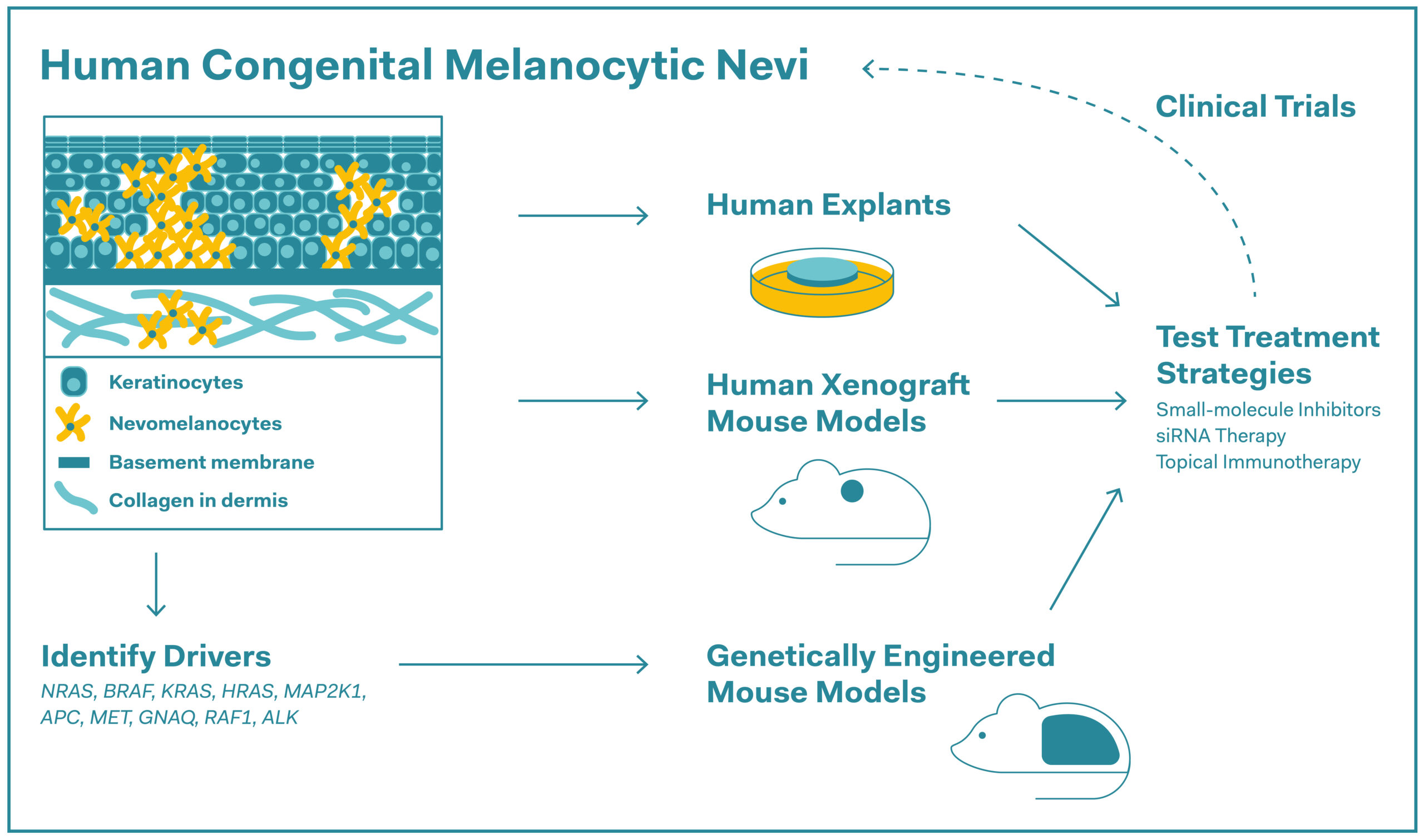 Example 4 - Animal Welfare